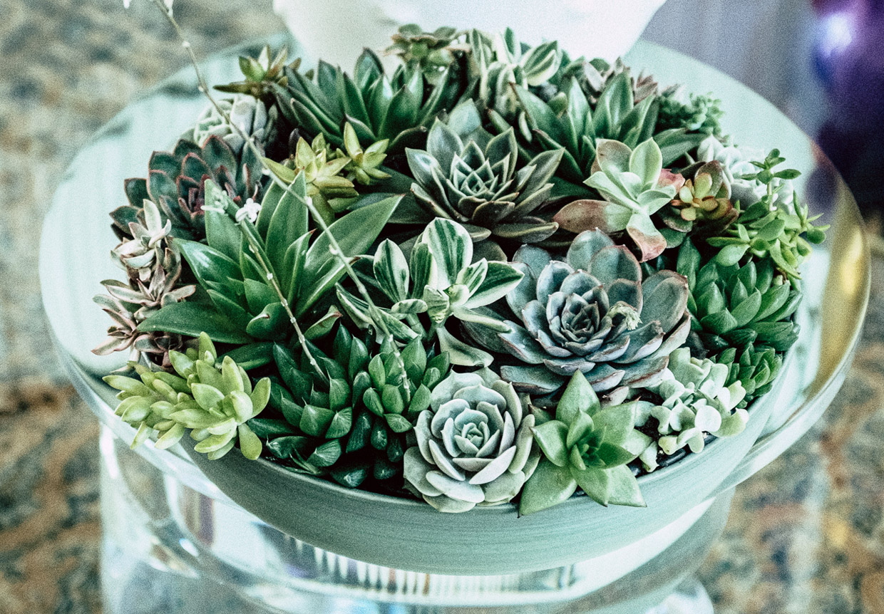 The Shop - Jerry Rose